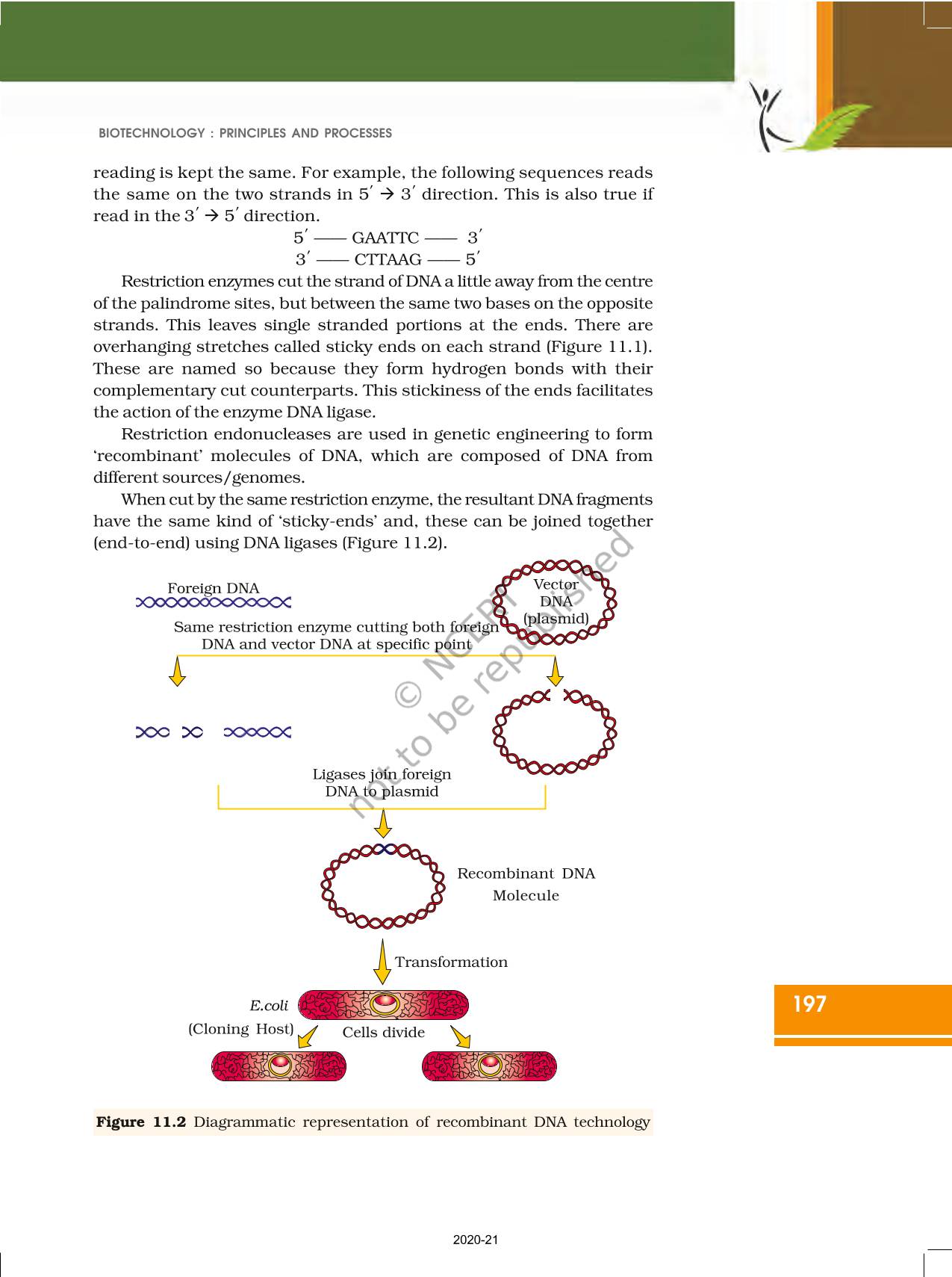 Biotechnology Principles And Processes - NCERT Book of Class 12 Biology